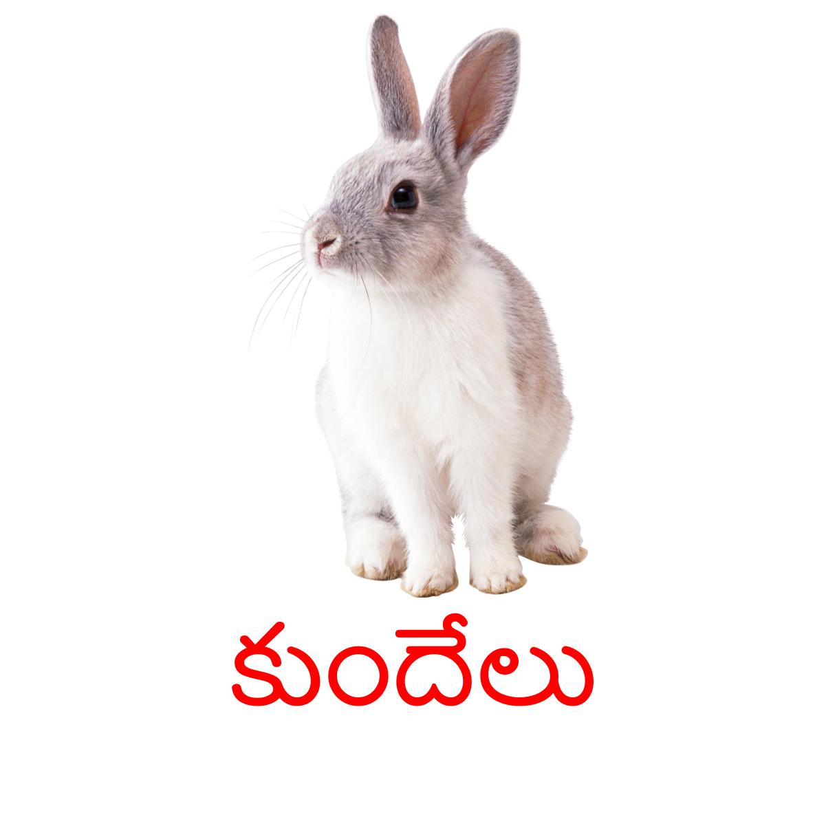 16 Printable Farm animals Flashcards in Telugu (Free PDF)
