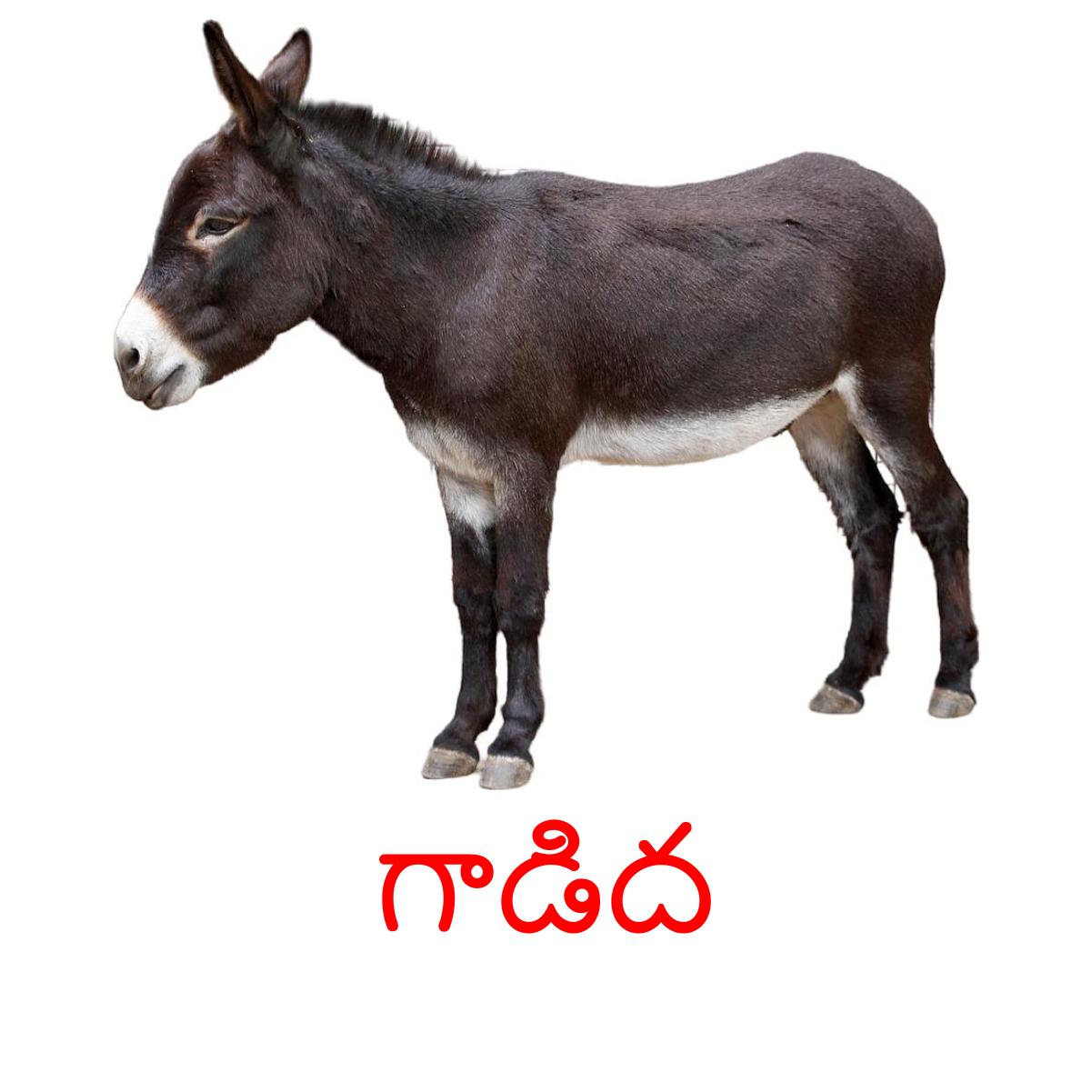 16 Printable Farm animals Flashcards in Telugu (Free PDF)