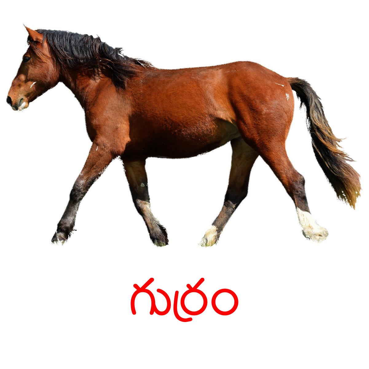 16 Printable Farm animals Flashcards in Telugu (Free PDF)