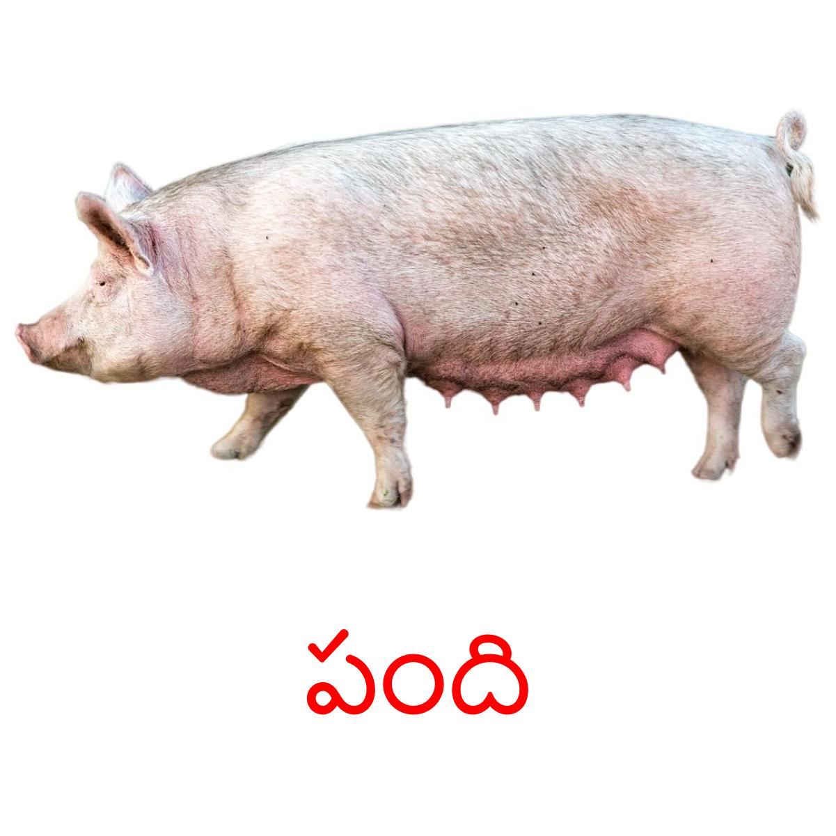 16 Printable Farm animals Flashcards in Telugu (Free PDF)