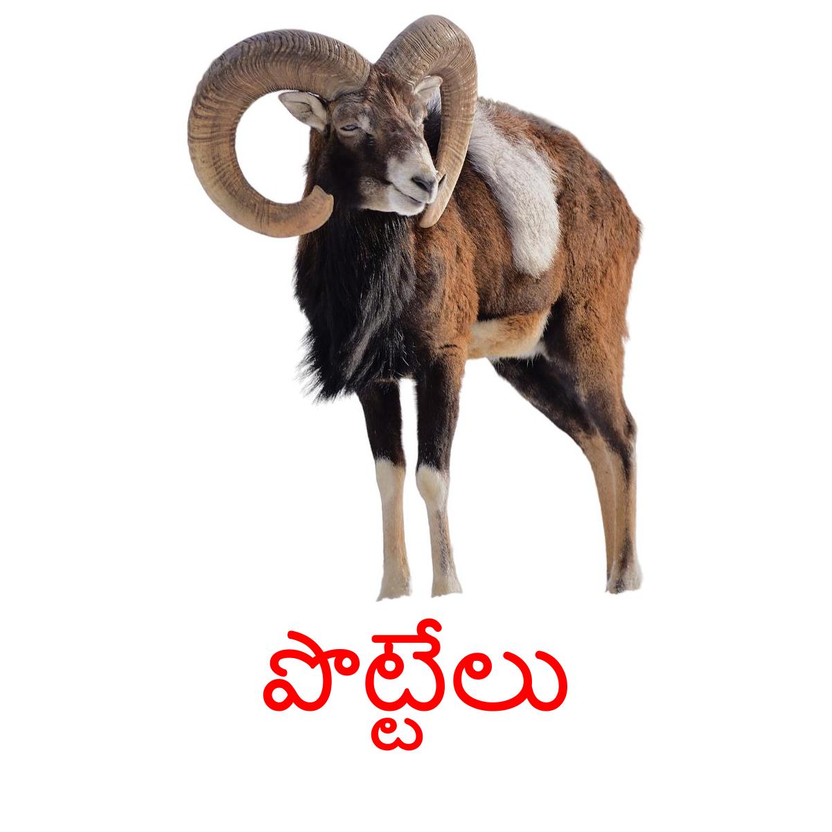 16 Printable Farm animals Flashcards in Telugu (Free PDF)