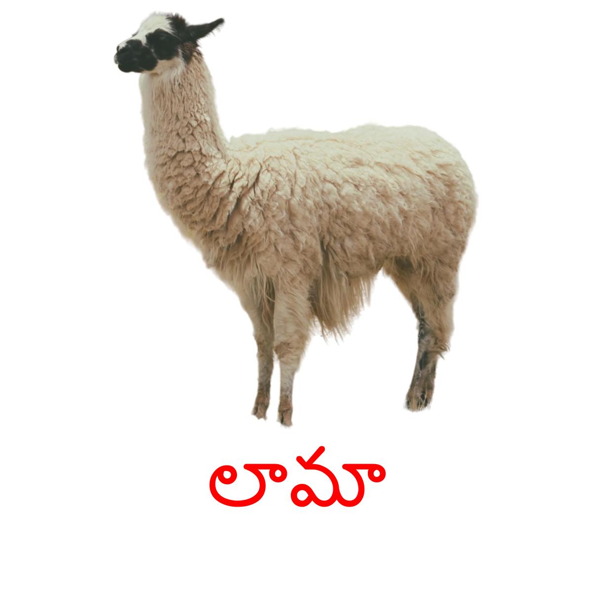 15 FREE Farm animals Flashcards | PDF | Telugu Words