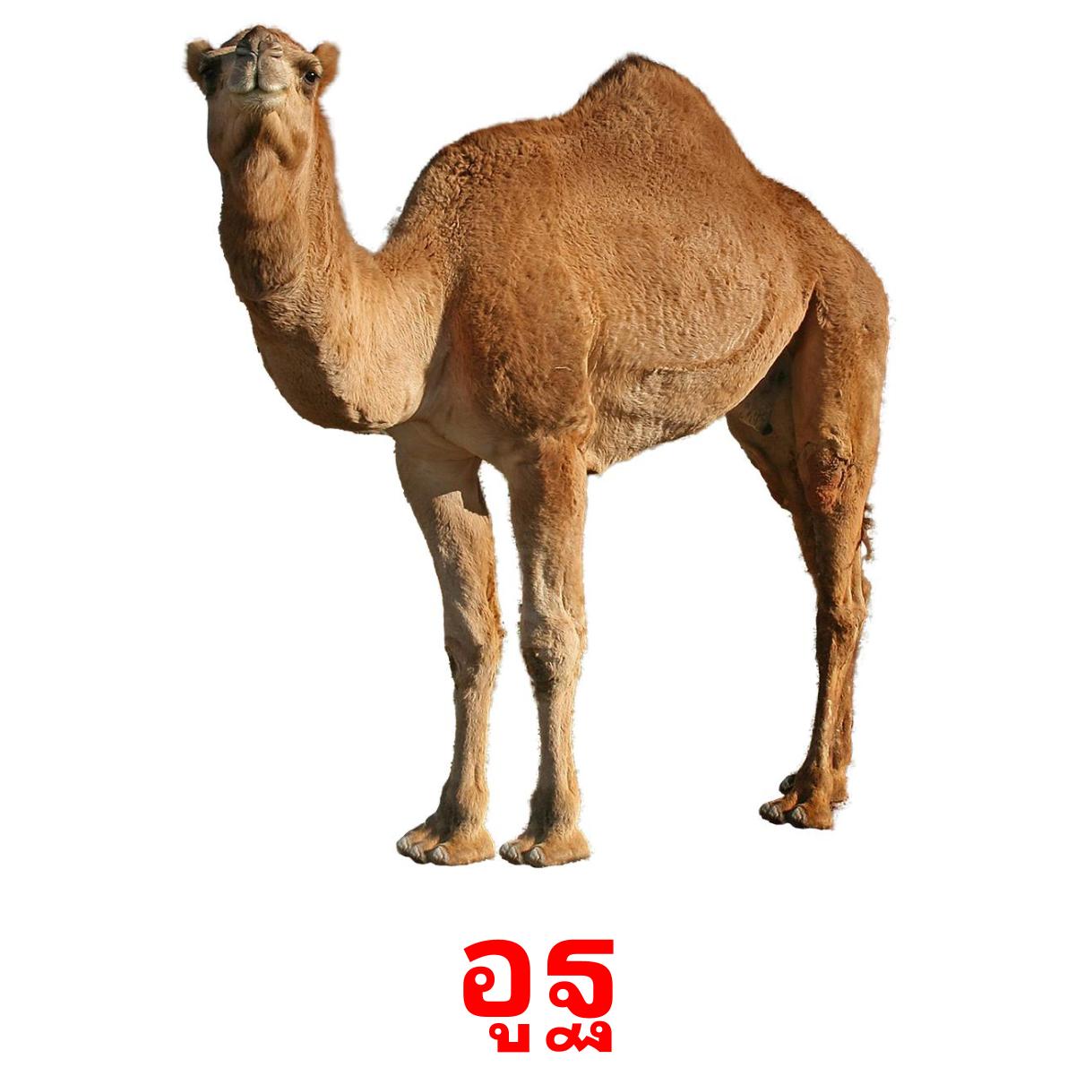 15 Printable Farm animals Flashcards in Thai (Free PDF)