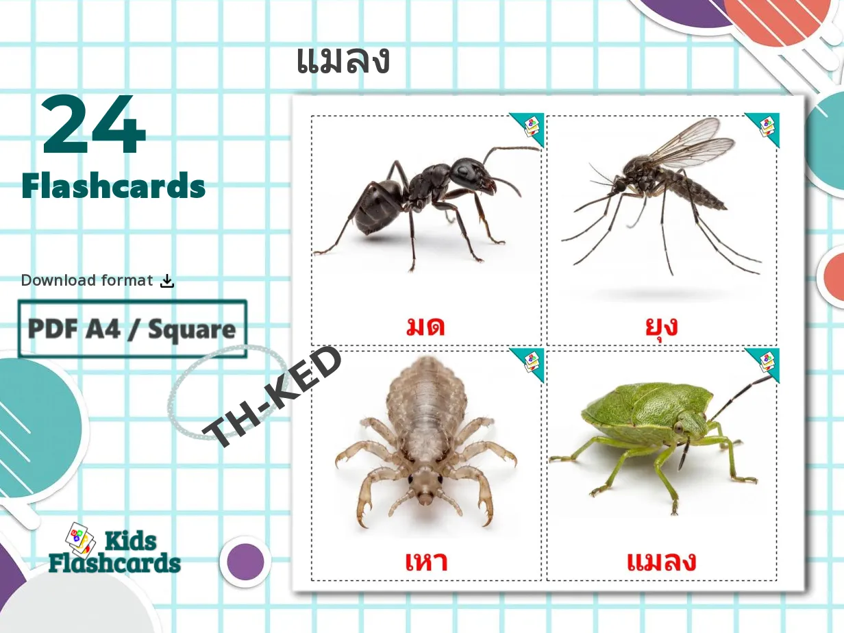 24 Printable Insects Flashcards in Thai (Free PDF)