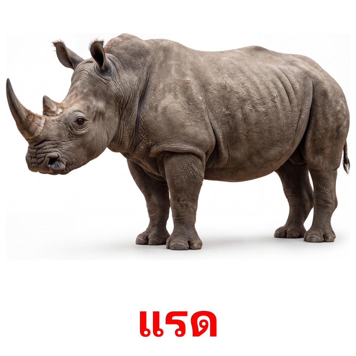 21 FREE Jungle animals Flashcards in 4 PDF formats | Thai Pictures