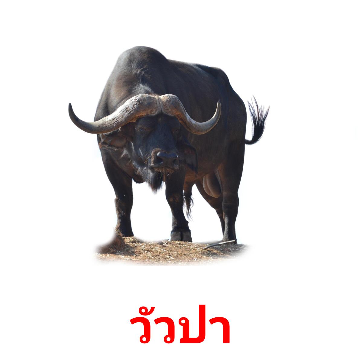 22 FREE Forest animals Flashcards | PDF | Thai Words