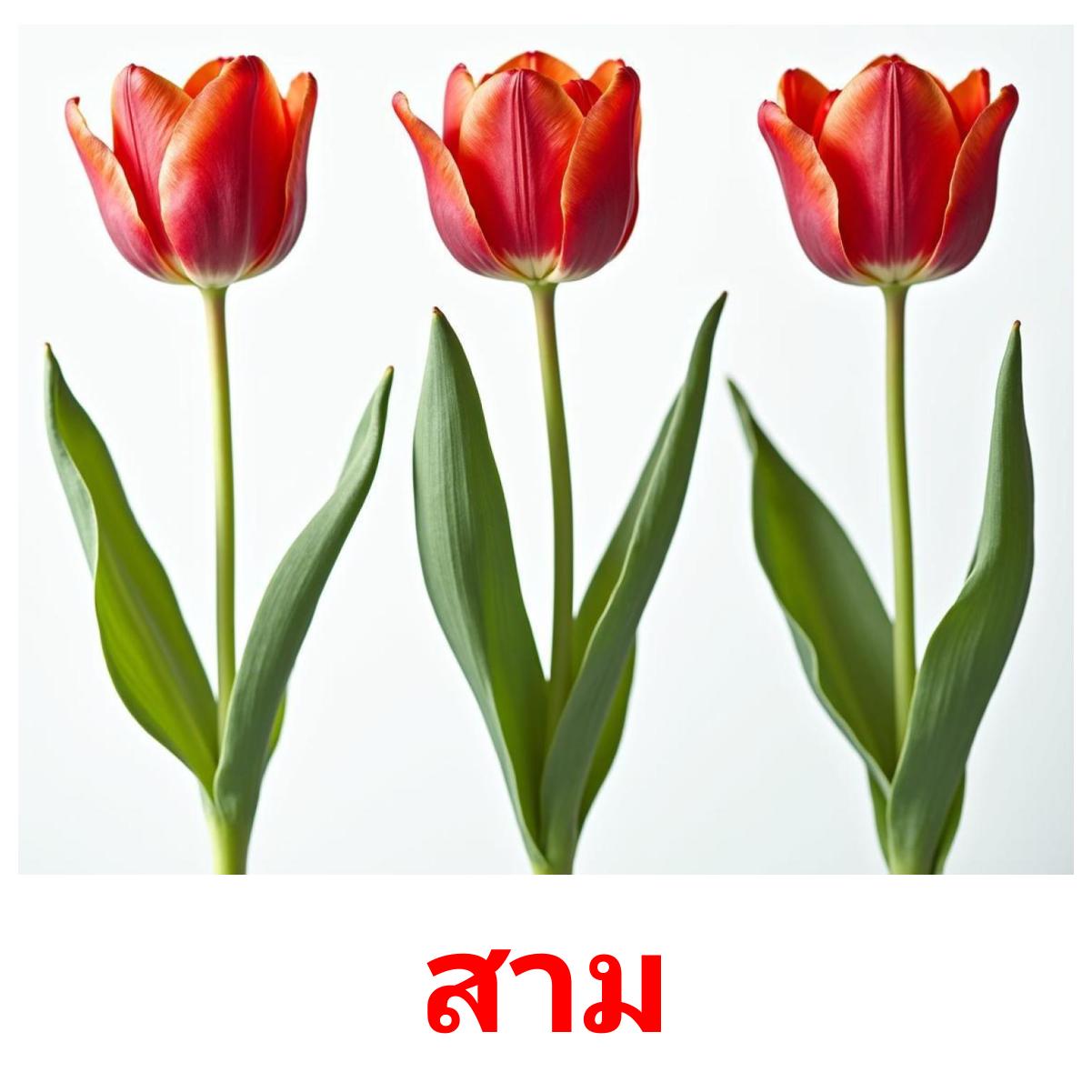 10 FREE Counting Flashcards | PDF | Thai Words