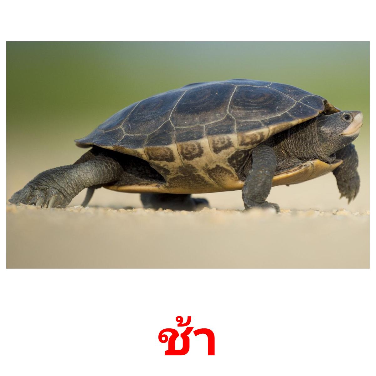 73 Printable Opposites Flashcards in Thai (Free PDF)