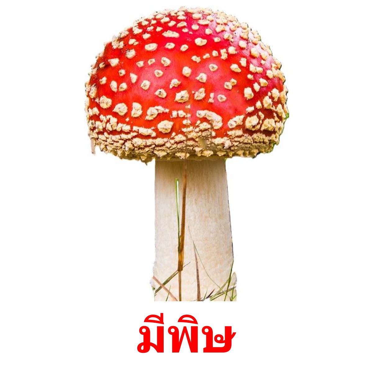 73 Printable Opposites Flashcards in Thai (Free PDF)