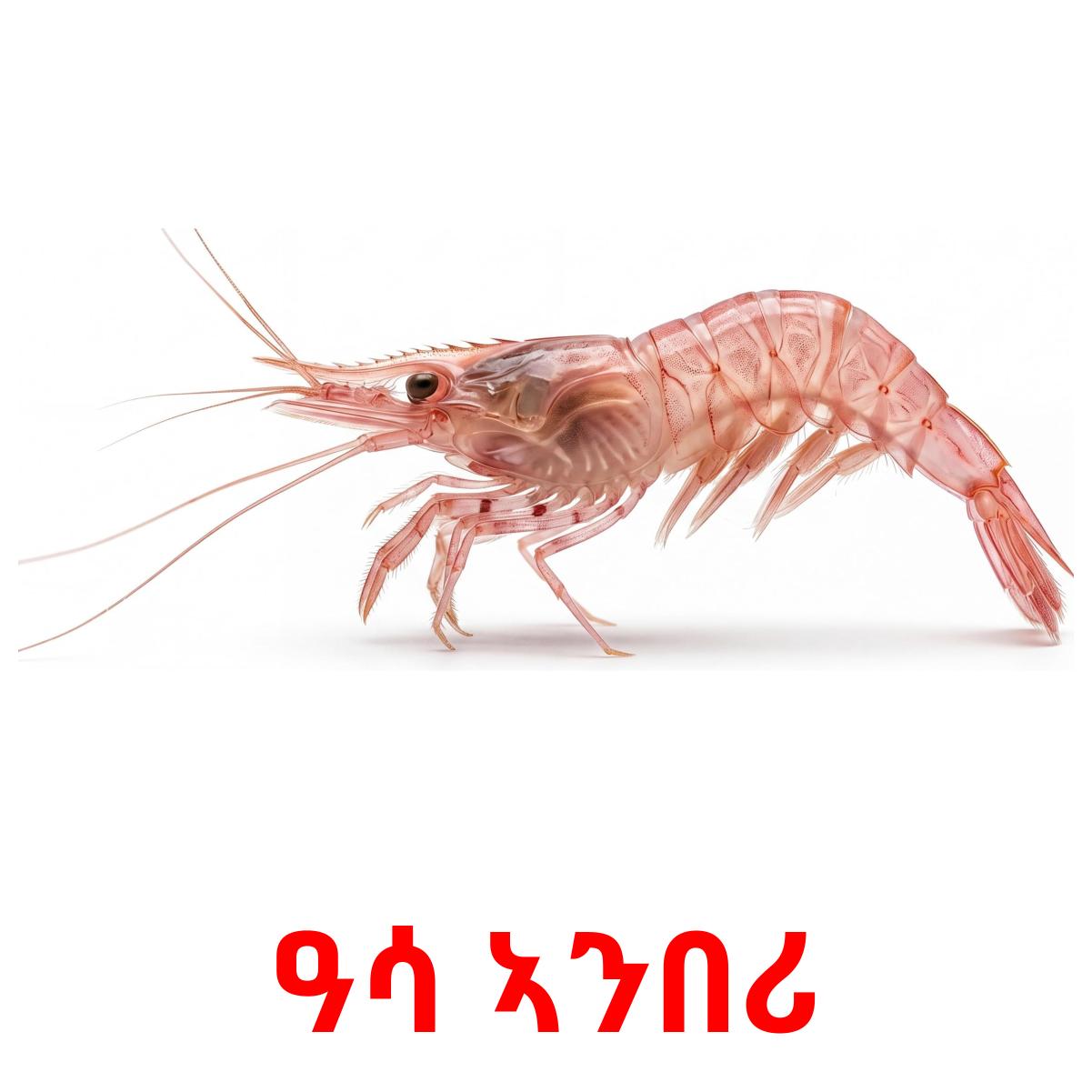 30 Printable Sea animals Flashcards in Tigrigna (Free PDF)