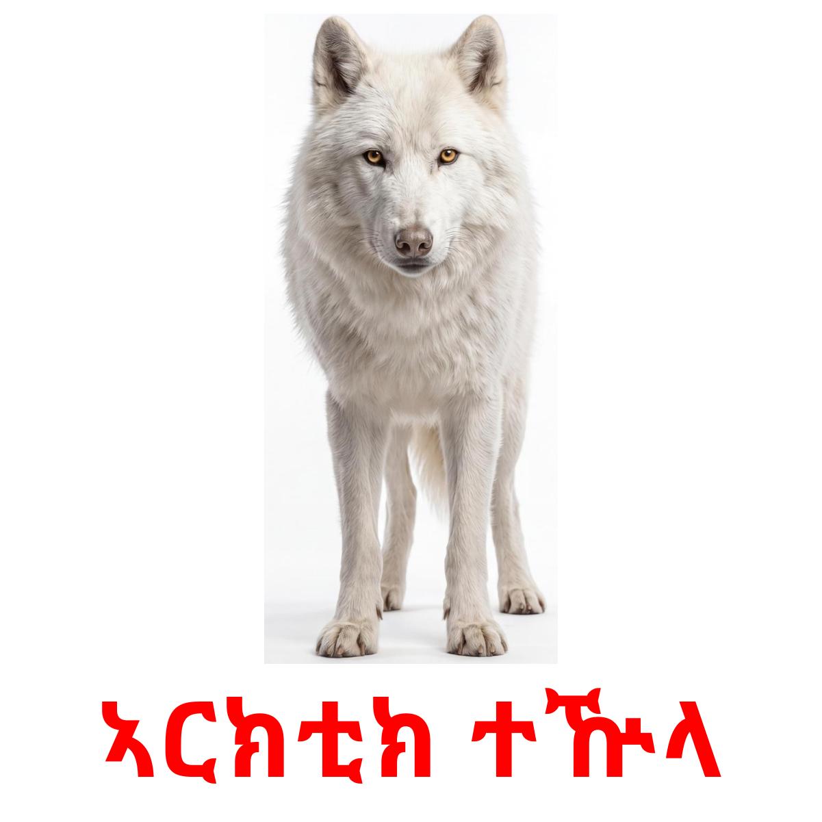 15 Printable Arctic animals Flashcards in Tigrigna (Free PDF)