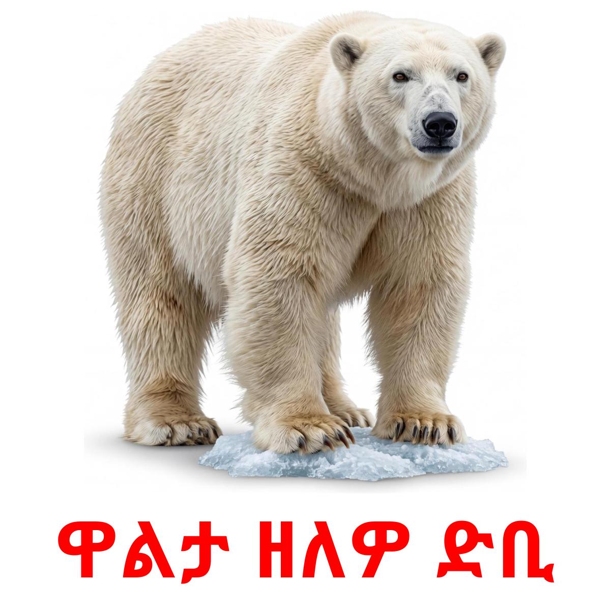 15 Printable Arctic animals Flashcards in Tigrigna (Free PDF)