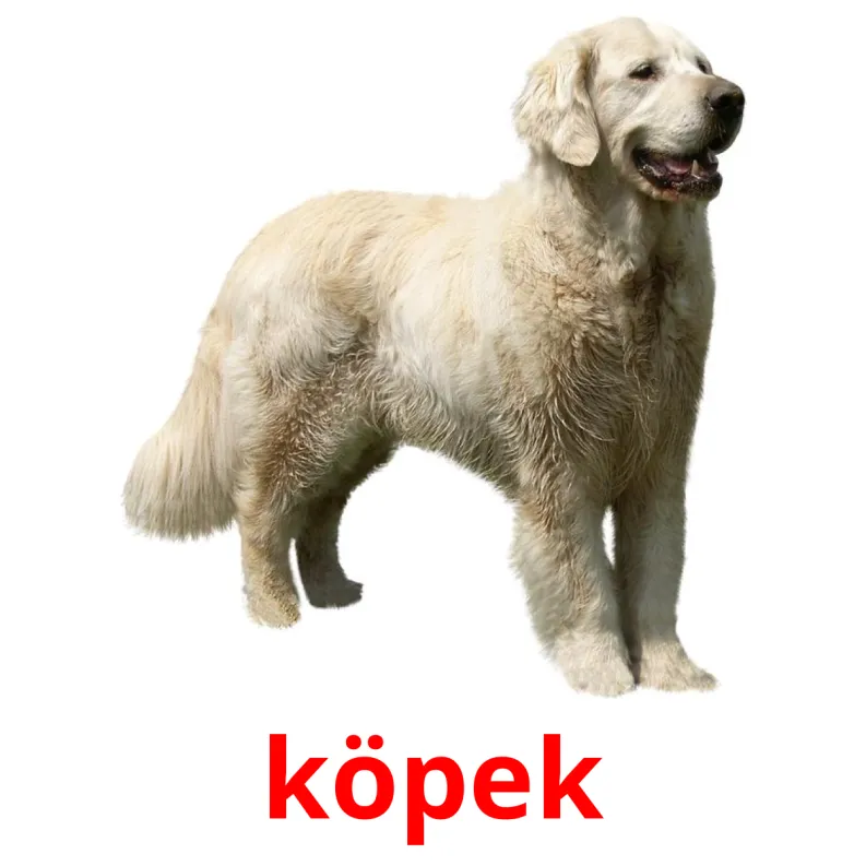 10 FREE Domestic animals Flashcards | PDF | Turkish Words