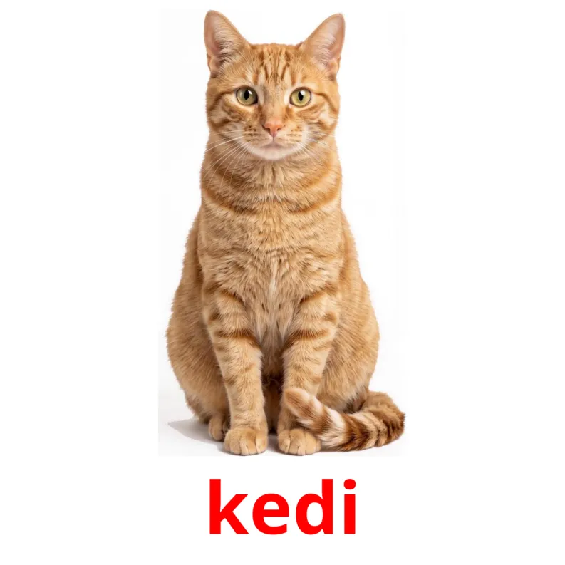 10 FREE Domestic animals Flashcards | PDF | Turkish Words
