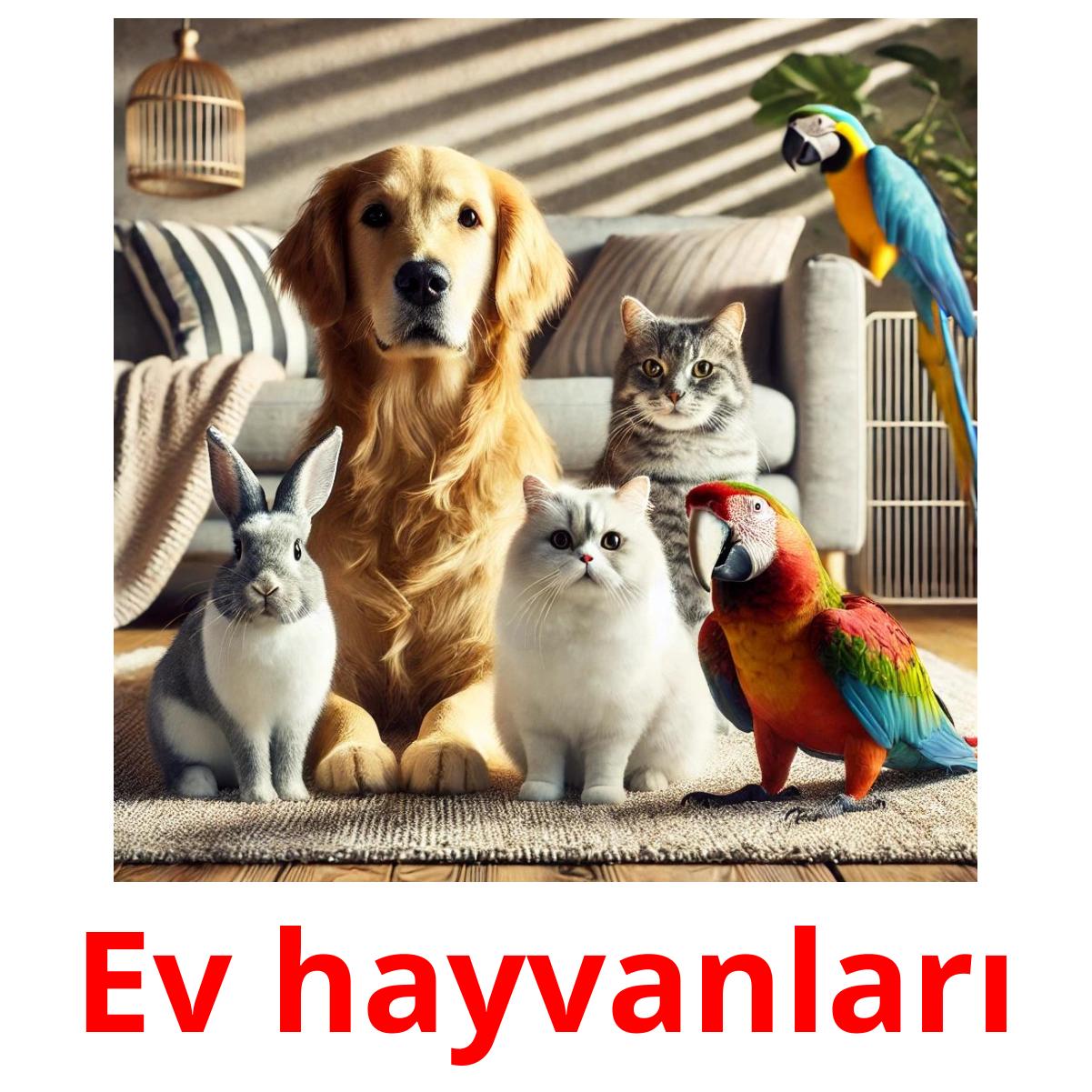 11 Printable Domestic animals Flashcards in Turkish (Free PDF)
