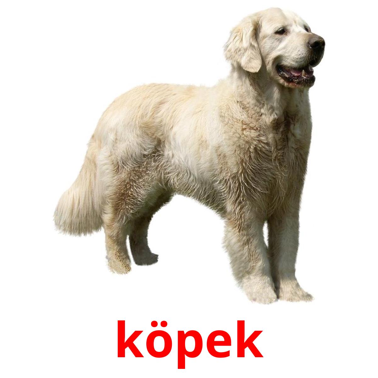 11 Printable Domestic animals Flashcards in Turkish (Free PDF)
