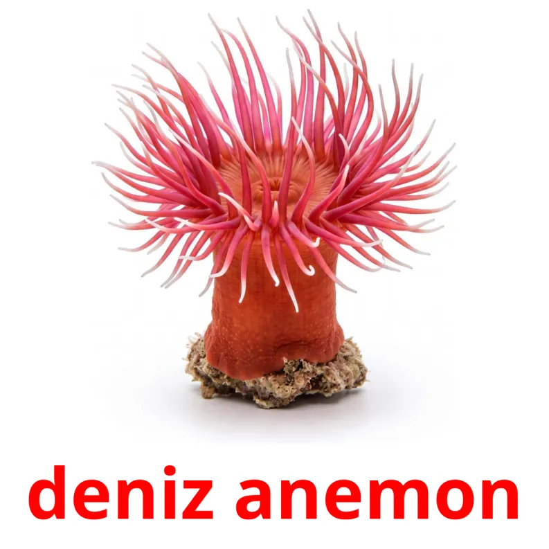 29 FREE Sea animals Flashcards | PDF | Turkish Words