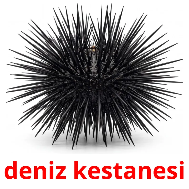 29 FREE Sea animals Flashcards | PDF | Turkish Words