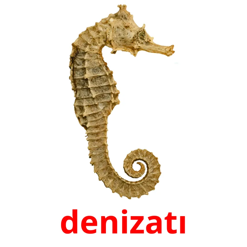 29 FREE Sea animals Flashcards | PDF | Turkish Words