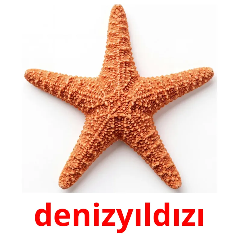 29 FREE Sea animals Flashcards | PDF | Turkish Words