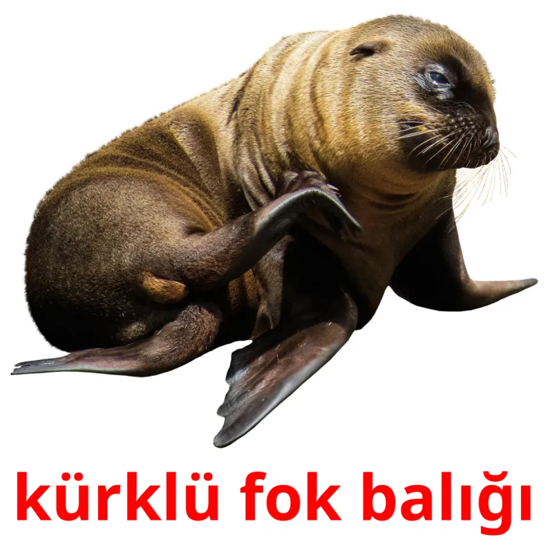 29 FREE Sea animals Flashcards | PDF | Turkish Words