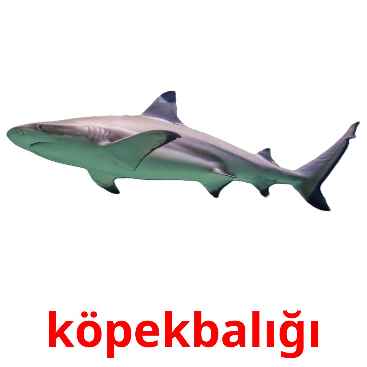 29 FREE Sea animals Flashcards | PDF | Turkish Words