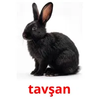 16 Printable Farm animals Flashcards in Turkish (Free PDF)