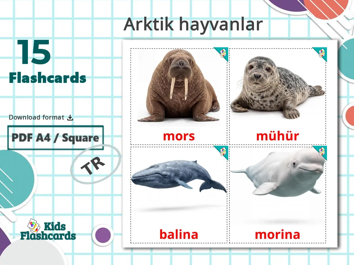 15 Printable Arctic animals Flashcards in Turkish (Free PDF)