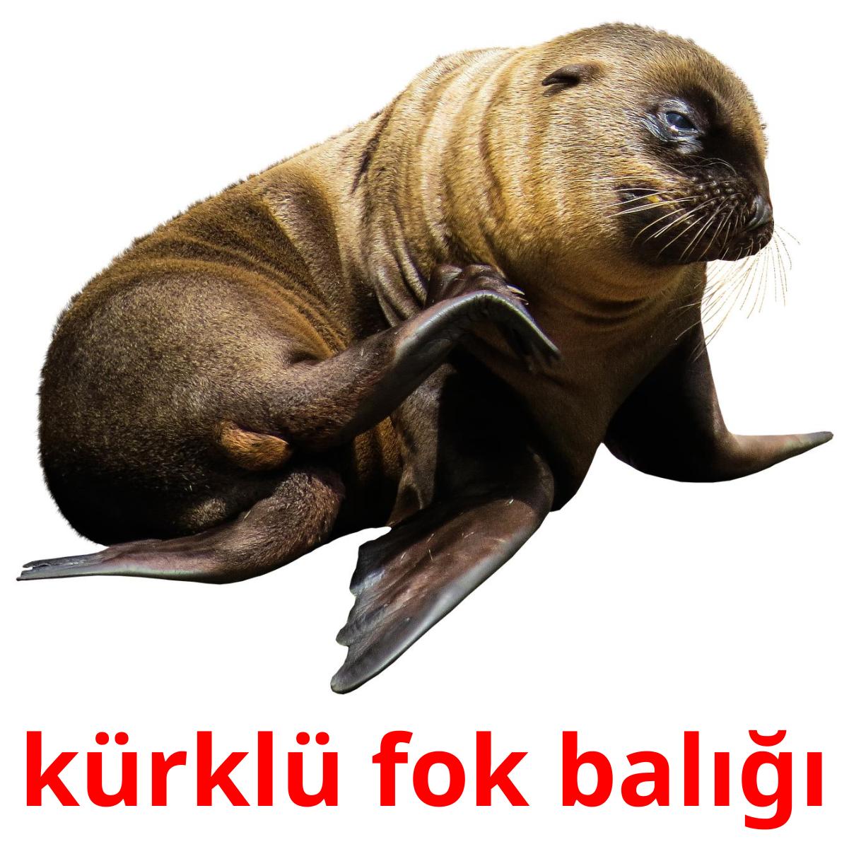 15 Printable Arctic animals Flashcards in Turkish (Free PDF)