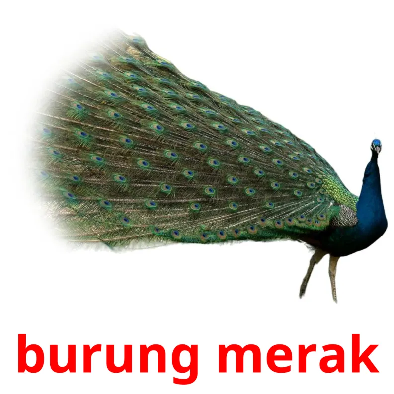 11 FREE Farm birds Flashcards | PDF | Malay Words
