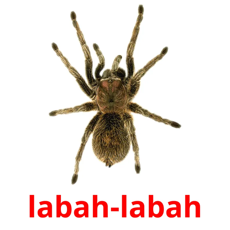 23 FREE Insects Flashcards | PDF | Malay Words