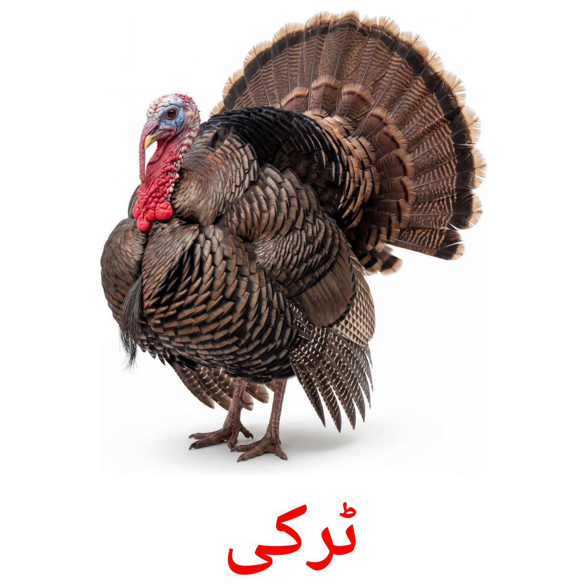 12 Printable Farm birds Flashcards in Urdu (Free PDF)
