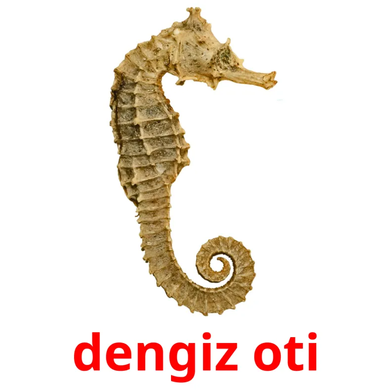 29 Tarjetas de Aprendizaje de Animales Marinos GRATIS en PDF | Imágenes ...