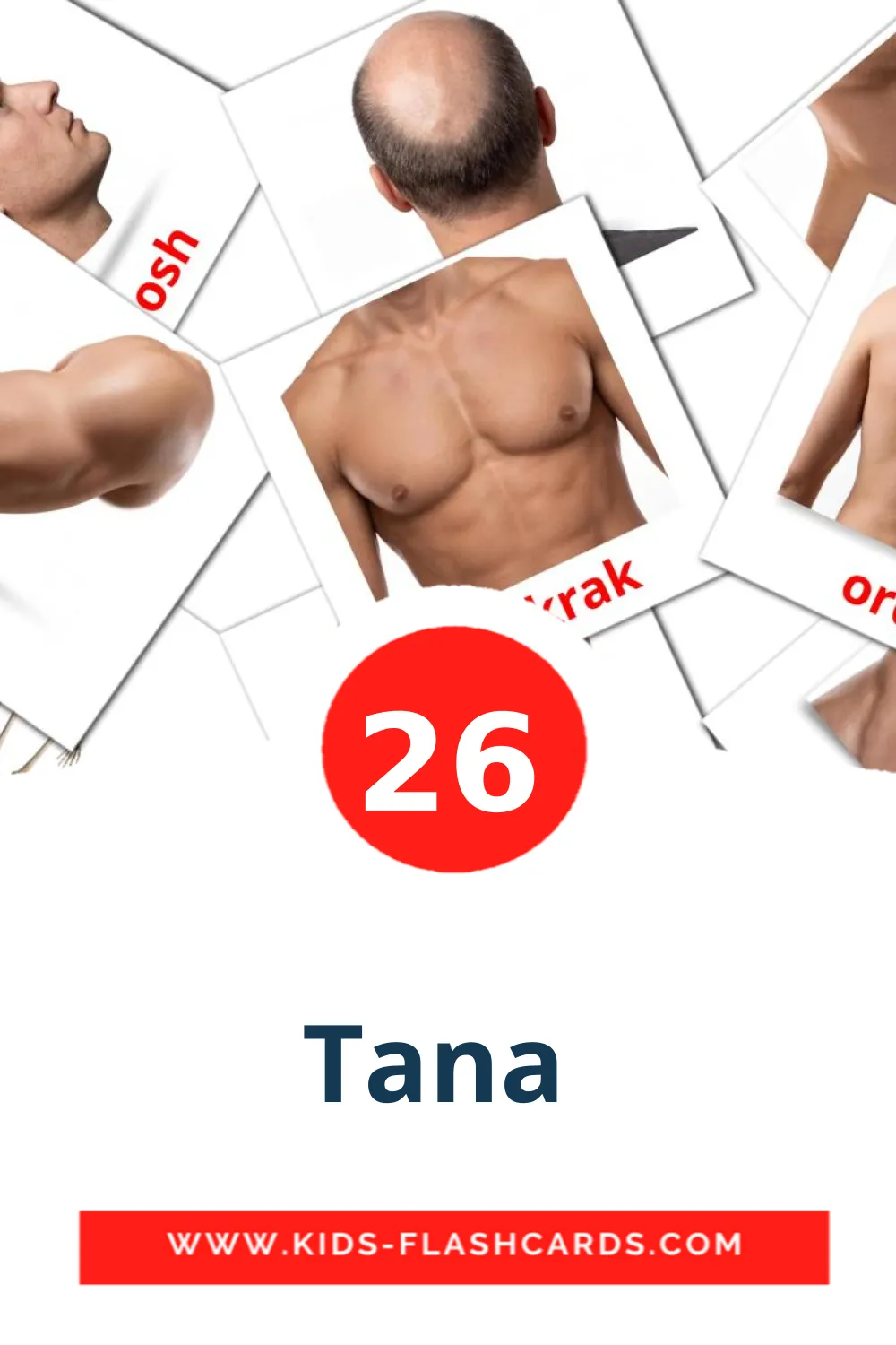 26 FREE Body Parts Flashcards PDF Uzbek Words 26 FREE Body Parts Flashcards PDF Uzbek Words