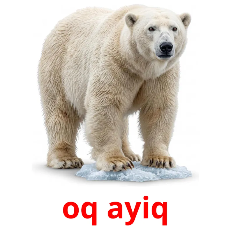 14 Arctic animals Flashcards in PDF | Uzbek Pictures