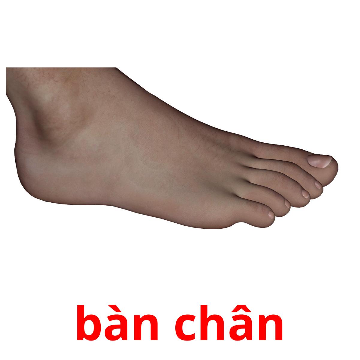 26 Printable Body Parts Flashcards in Vietnamese (Free PDF)