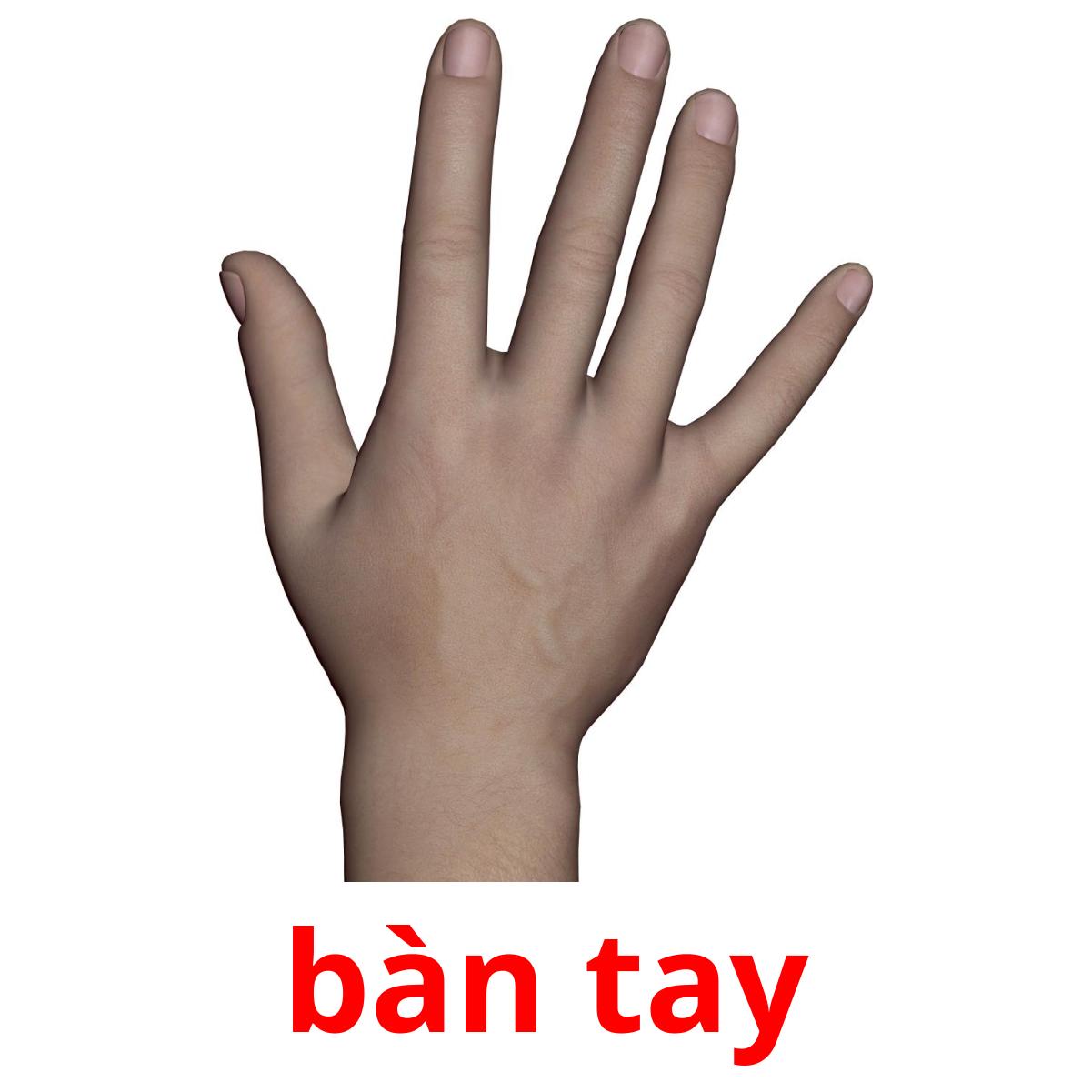 26 Printable Body Parts Flashcards in Vietnamese (Free PDF)