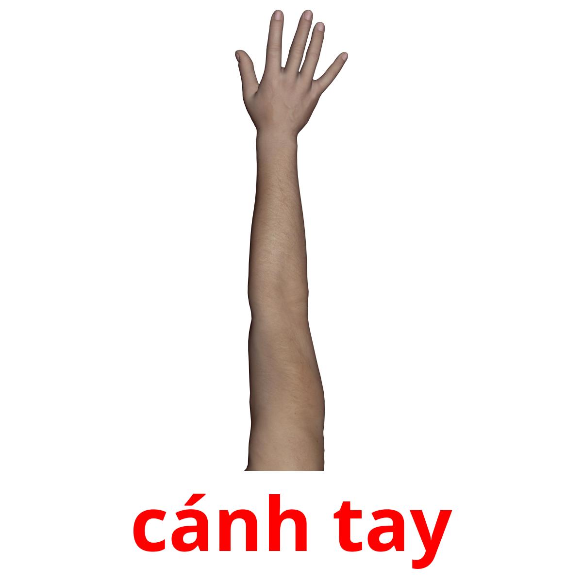 26 Printable Body Parts Flashcards in Vietnamese (Free PDF)