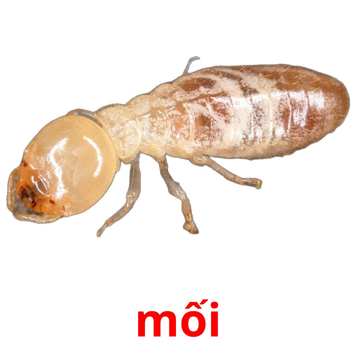 24 Printable Insects Flashcards in Vietnamese (Free PDF)