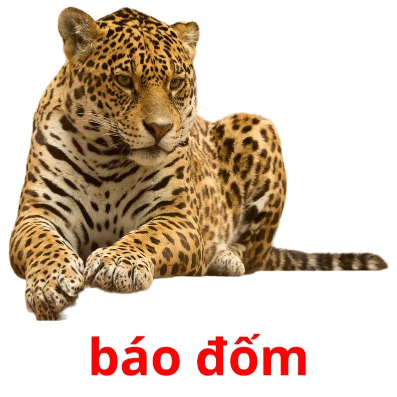 134 FREE Vietnamese Animals Flashcards | PDF