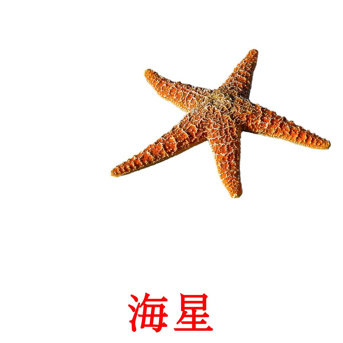 30 Printable Sea animals Flashcards in Chinese(Traditional) (Free PDF)