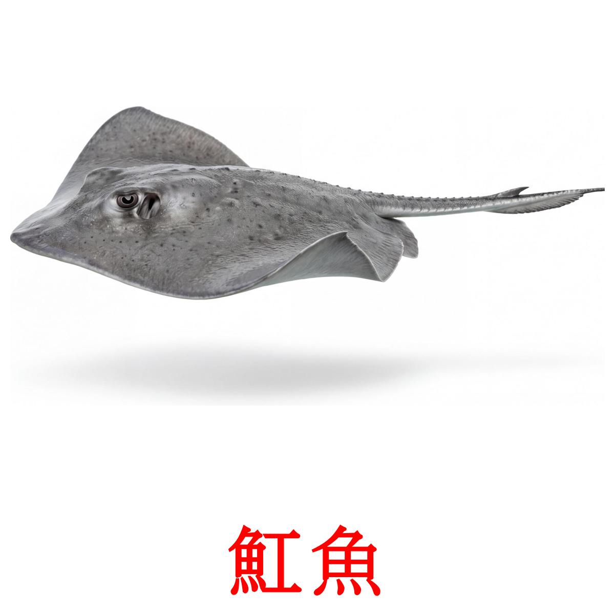 30 Printable Sea animals Flashcards in Chinese(Traditional) (Free PDF)