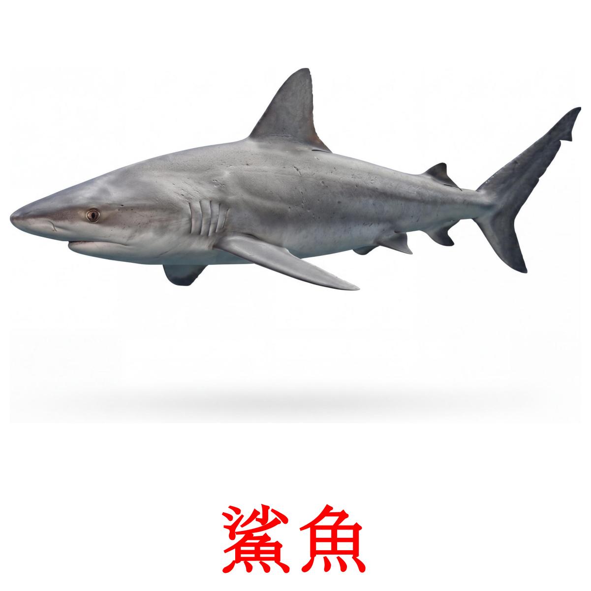 30 Printable Sea animals Flashcards in Chinese(Traditional) (Free PDF)