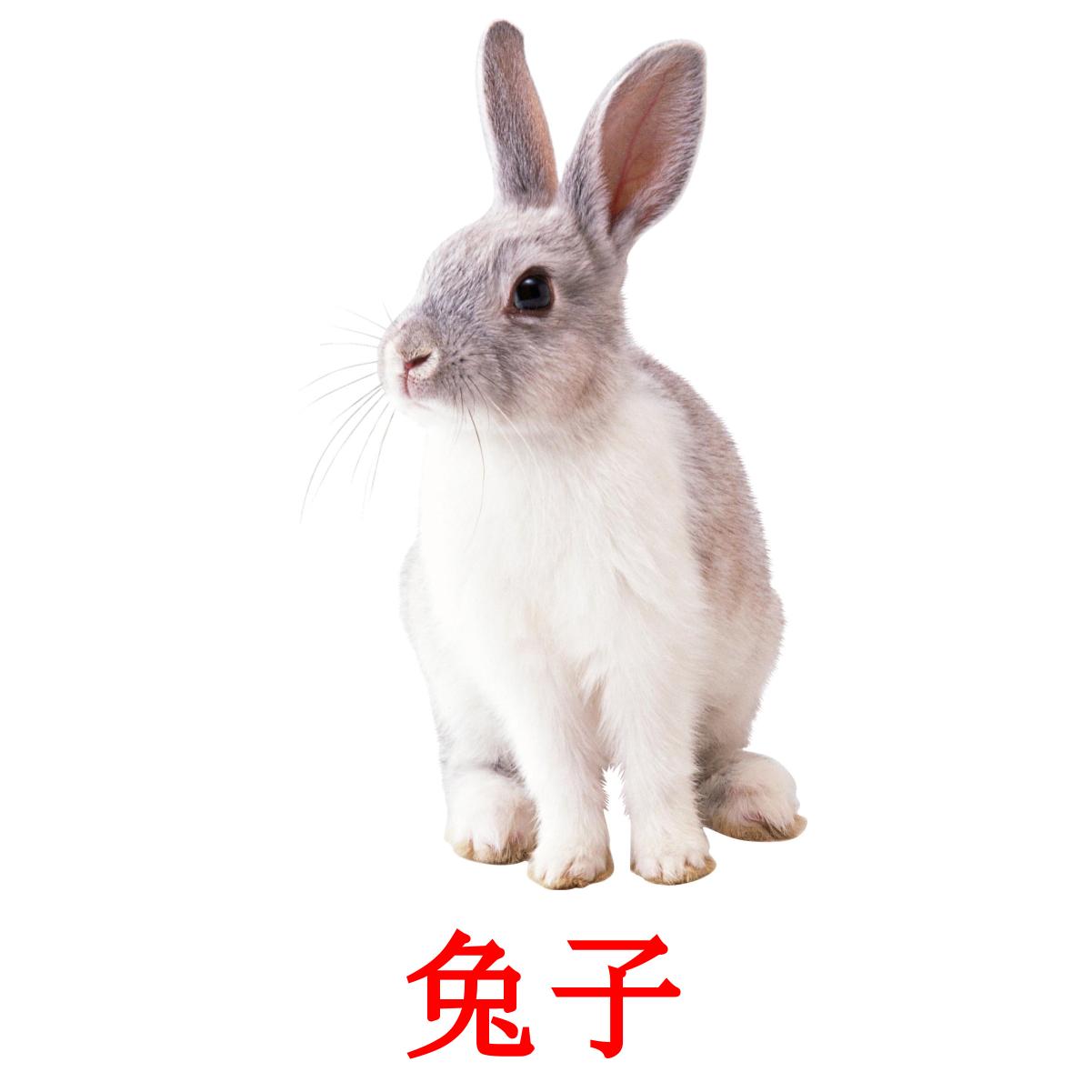141 FREE Chinese(Traditional) Animals Flashcards | PDF