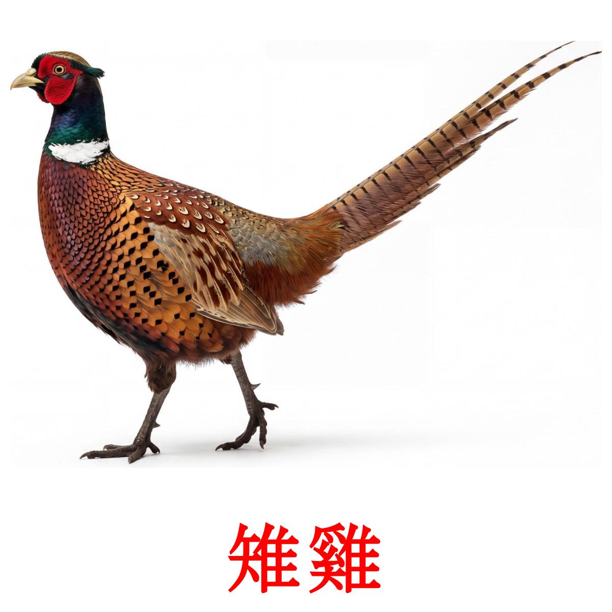 12 Printable Farm birds Flashcards in Chinese(Traditional) (Free PDF)