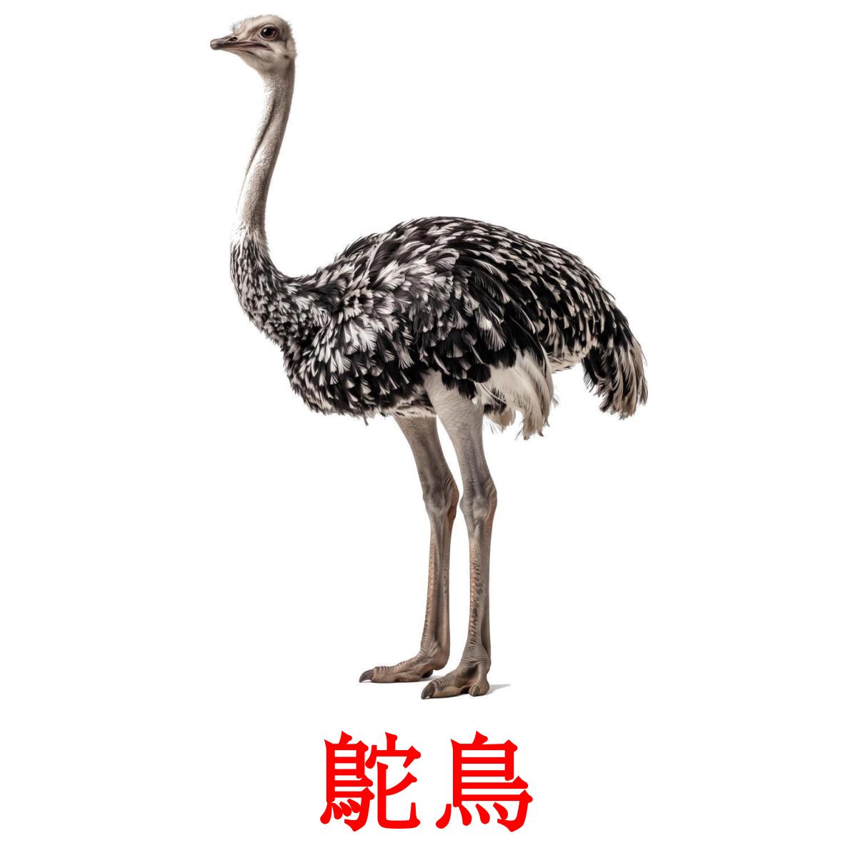 12 Printable Farm birds Flashcards in Chinese(Traditional) (Free PDF)