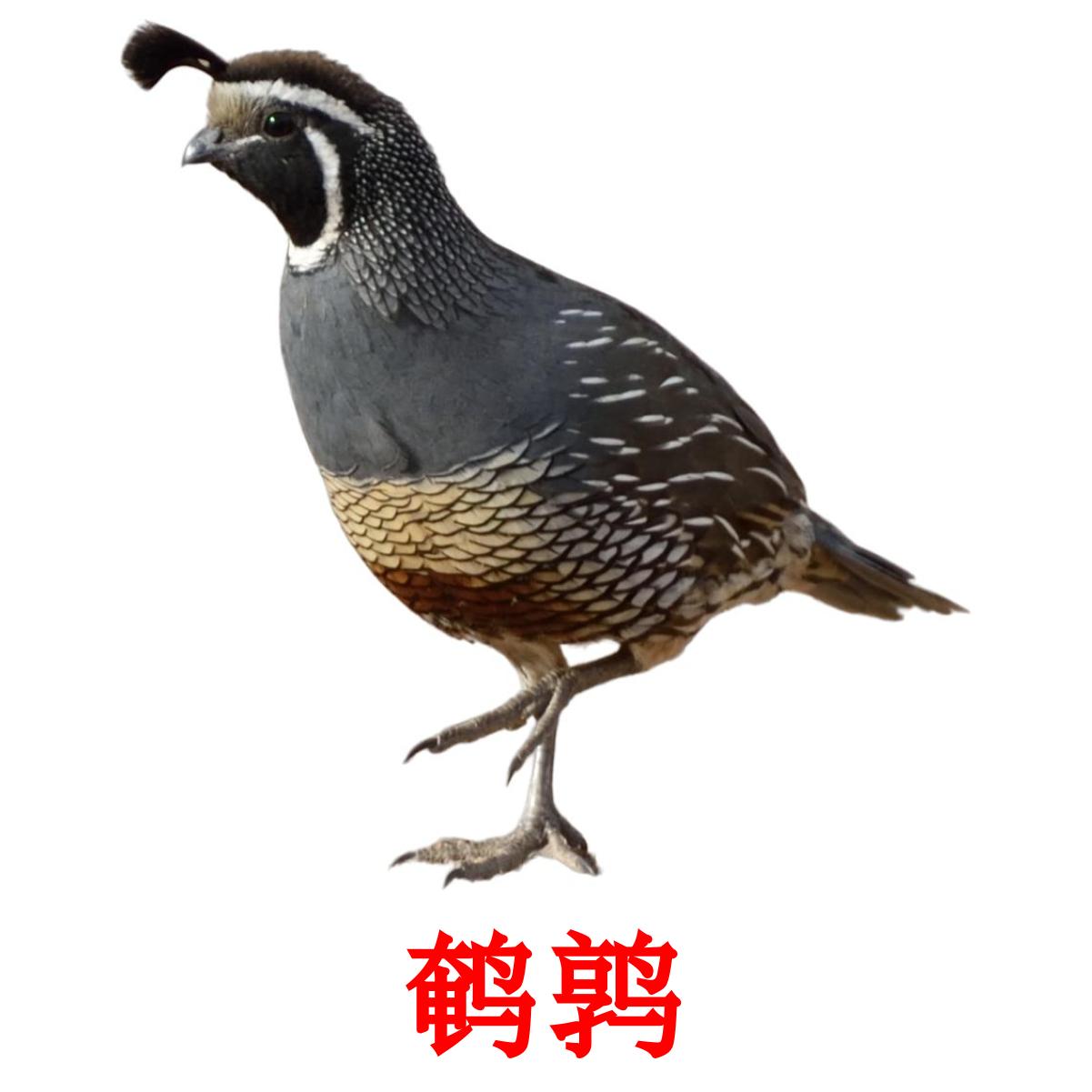 12 Printable Farm birds Flashcards in Chinese(Traditional) (Free PDF)