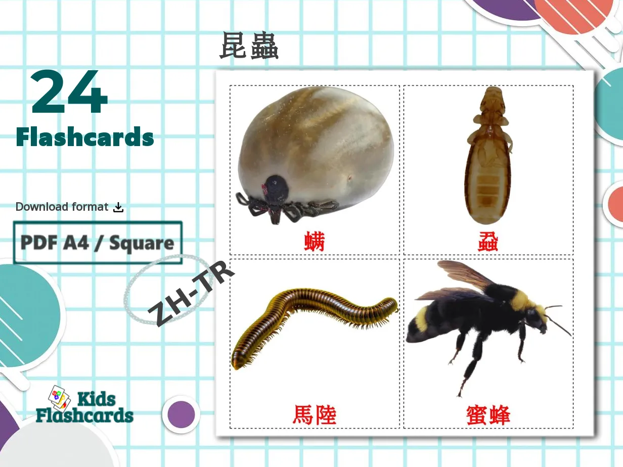 24 Printable Insects Flashcards in Chinese(Traditional) (Free PDF)