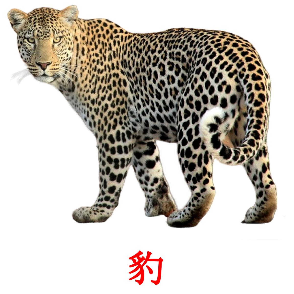 22 Printable Jungle animals Flashcards in Chinese(Traditional) (Free PDF)