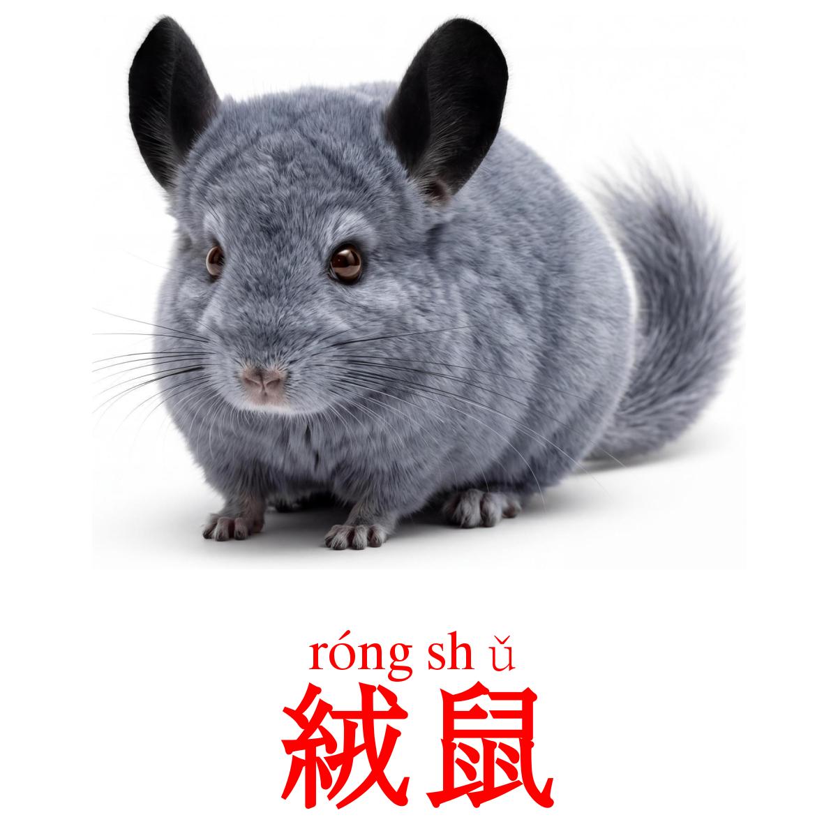 11 Printable Domestic animals Flashcards in Chinese(Simplified) (Free PDF)